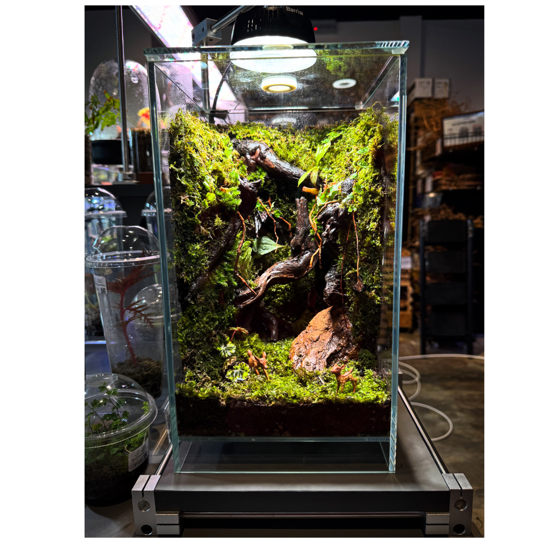 2035 Terrarium Moss Wall – Garden Aquaria