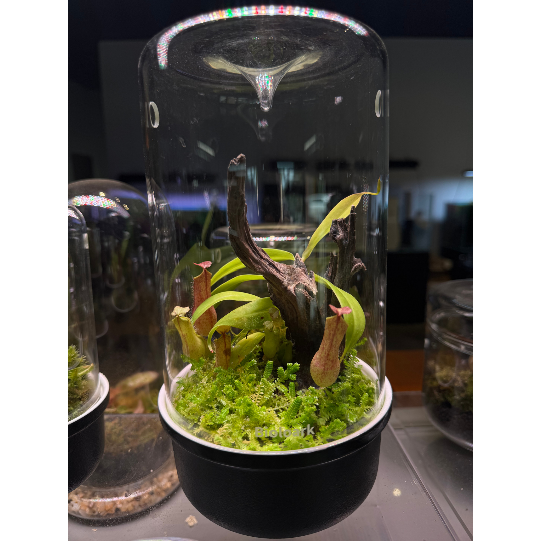 Bioloark MH-120 Pitcher Plant – Garden Aquaria