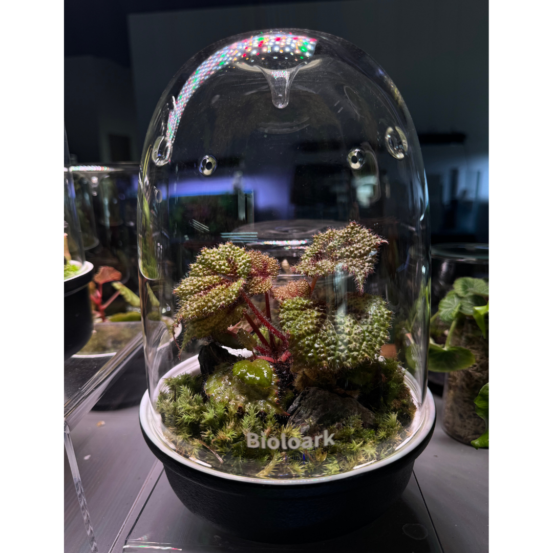 Bioloark MQ-150 Begonia masoniana – Garden Aquaria