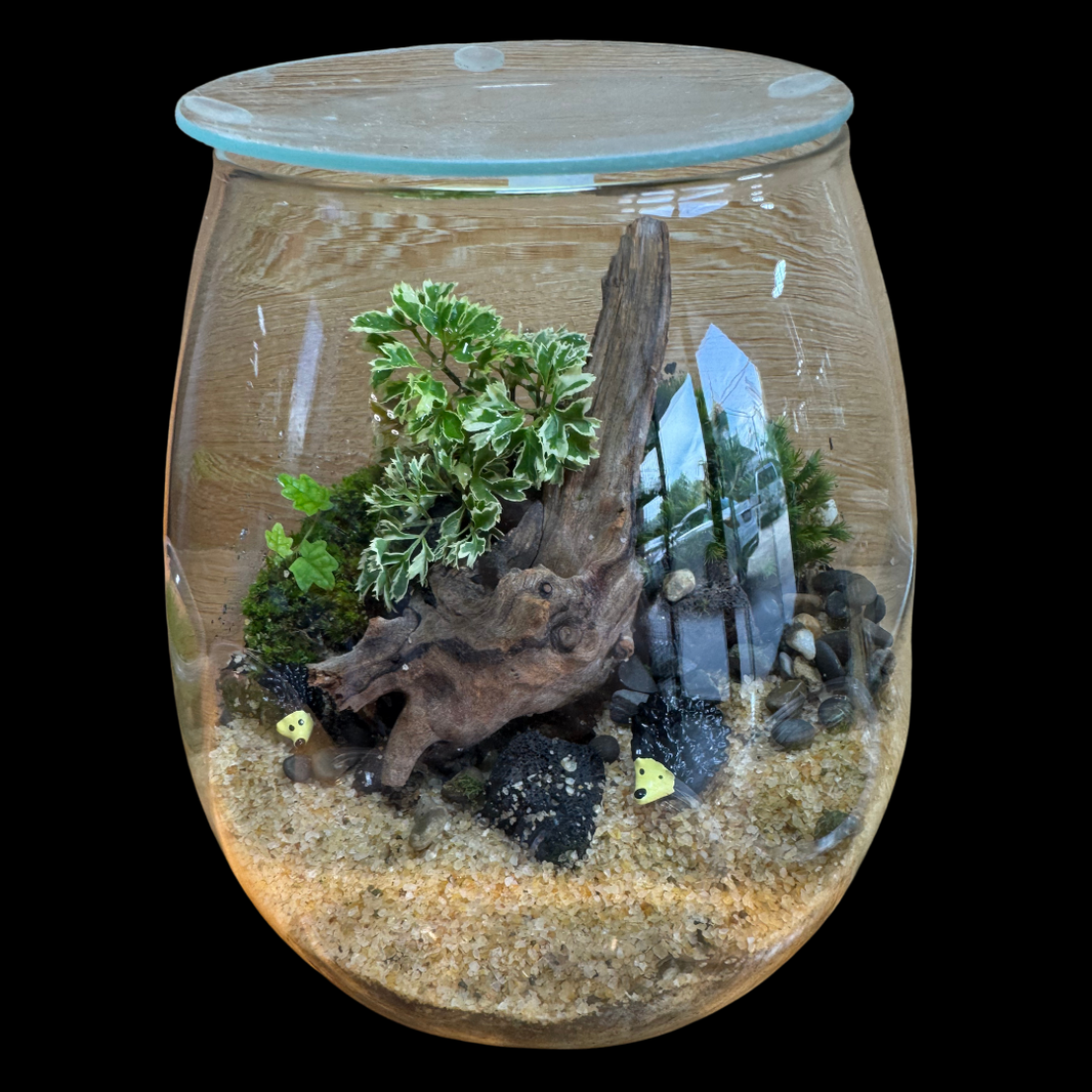 Ready Made Terrariums – Garden Aquaria