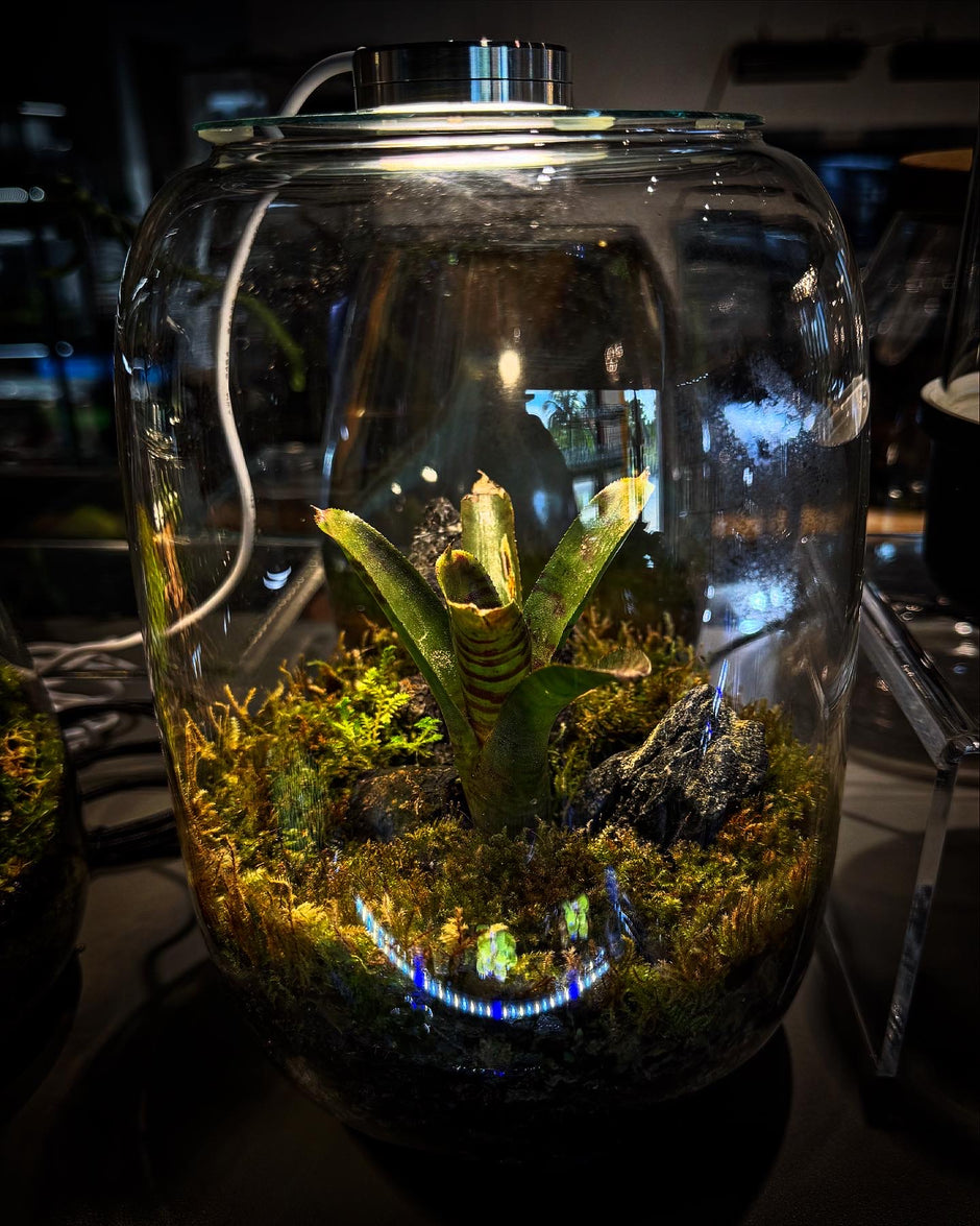 Ready Made Terrariums – Garden Aquaria