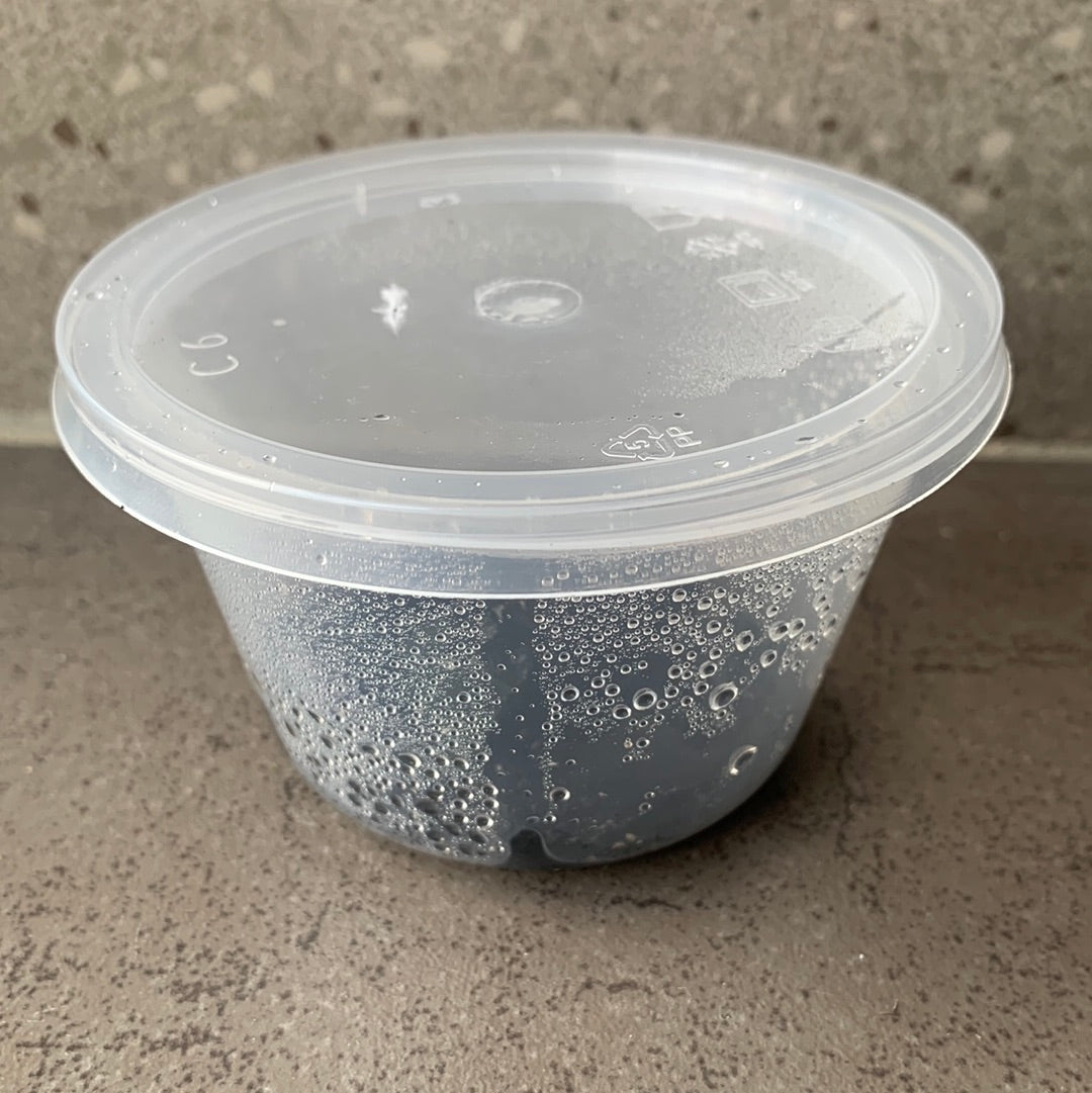 Springtail Culture – GardenAquaria